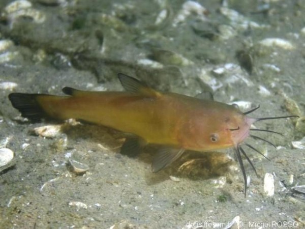 POISSON-CHAT | Fiche poisson