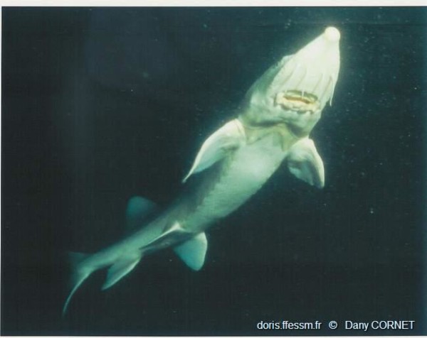 ESTURGEON DE SIBERIE | Fiche poisson