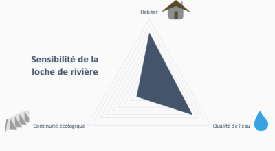 LOCHE DE RIVIERE | Fiche poisson