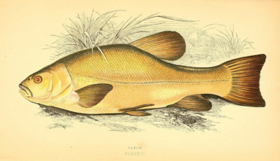 TANCHE | Fiche poisson