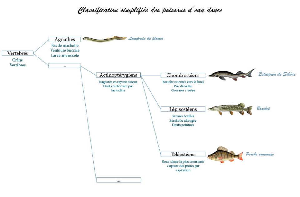 Classification des poissons - Observatoire des Poissons