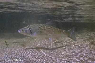 Vandoise rostrée (Leuciscus burdigalensis) | OPSN