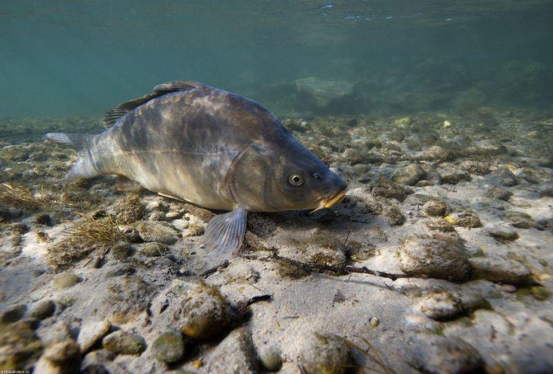 La classification des poissons d’eau douce - L'Observatoire des ...