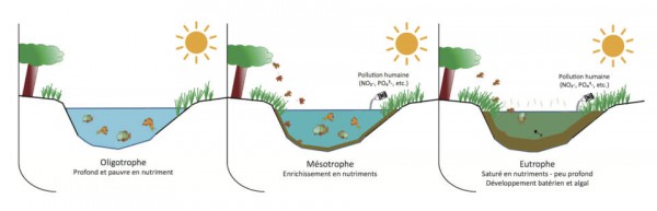 L’eutrophisation - L'Observatoire des Poissons du bassin Seine Normandie