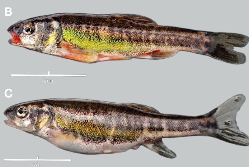 Deux nouvelles espèces de vairon français - L'Observatoire des Poissons ...