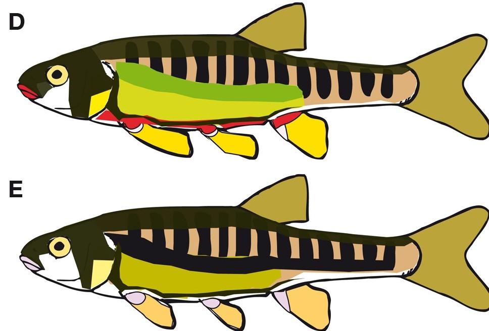 Deux nouvelles espèces de vairon français - L'Observatoire des Poissons ...