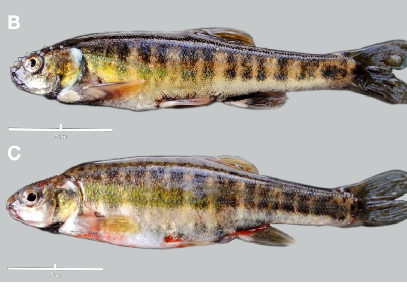 Deux nouvelles espèces de vairon français - L'Observatoire des Poissons ...