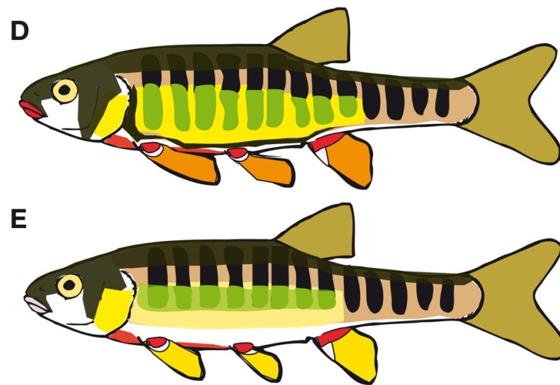 Deux nouvelles espèces de vairon français - L'Observatoire des Poissons ...