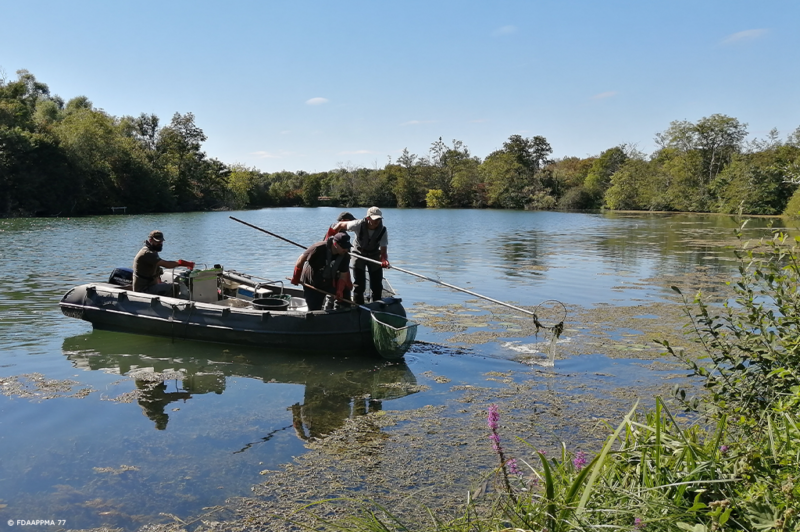 Accueil - L'Observatoire des Poissons du bassin Seine Normandie