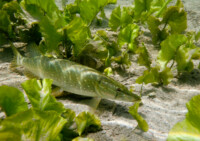 La Fédération Nationale de la Pêche en France